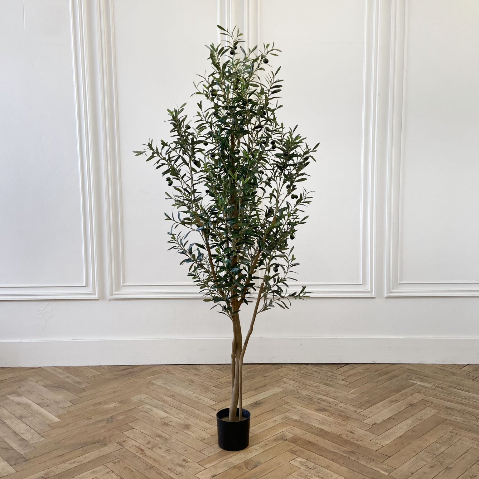 Small Multi-Trunk Olive Tree – bloomhomeinc