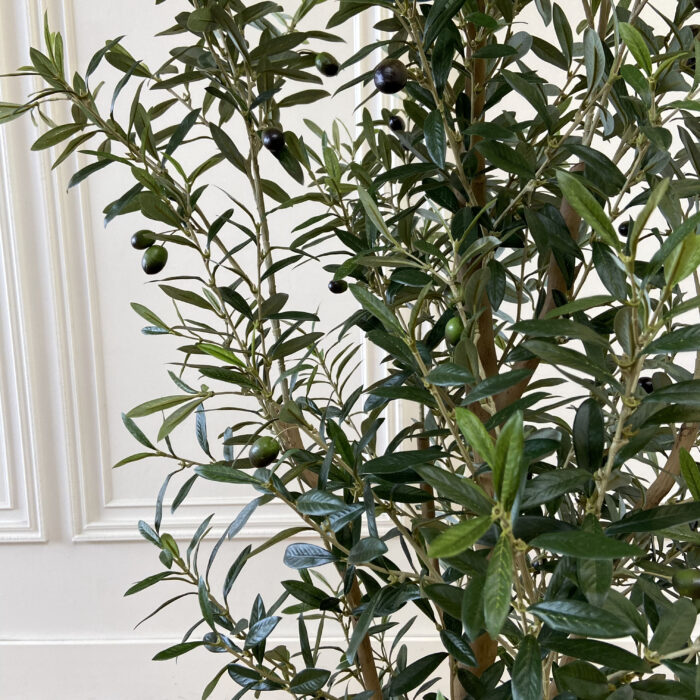 Small Multi-Trunk Olive Tree – bloomhomeinc