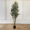 Large Multi-Trunk Olive Tree – bloomhomeinc