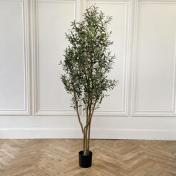 Large Multi-Trunk Olive Tree – bloomhomeinc
