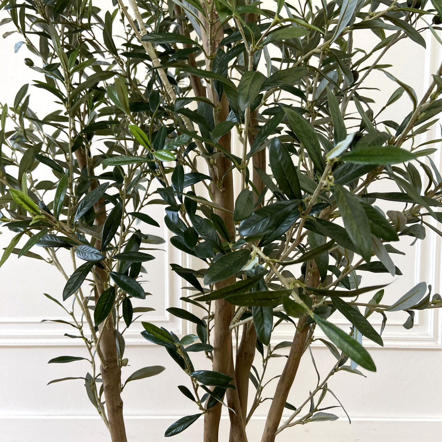 Large Multi-Trunk Olive Tree – bloomhomeinc