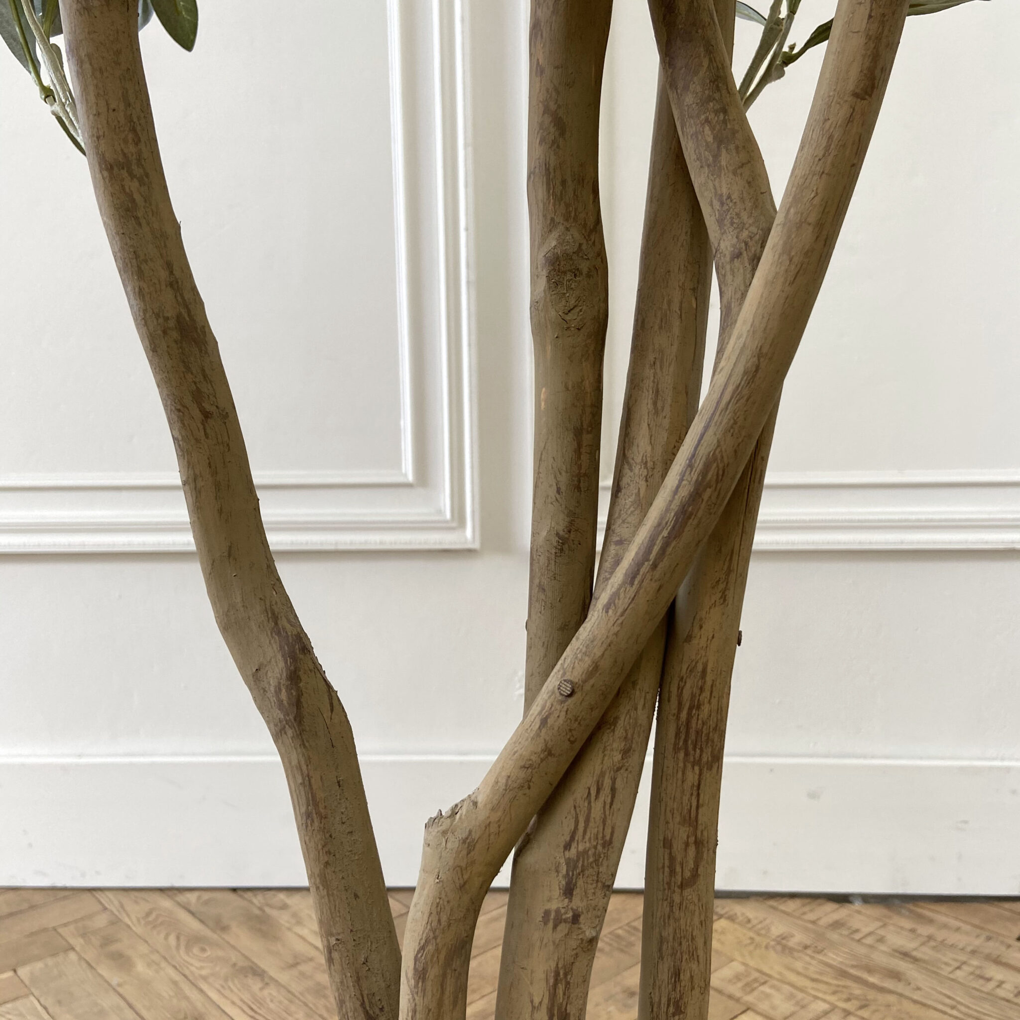 Large Multi-Trunk Olive Tree – bloomhomeinc