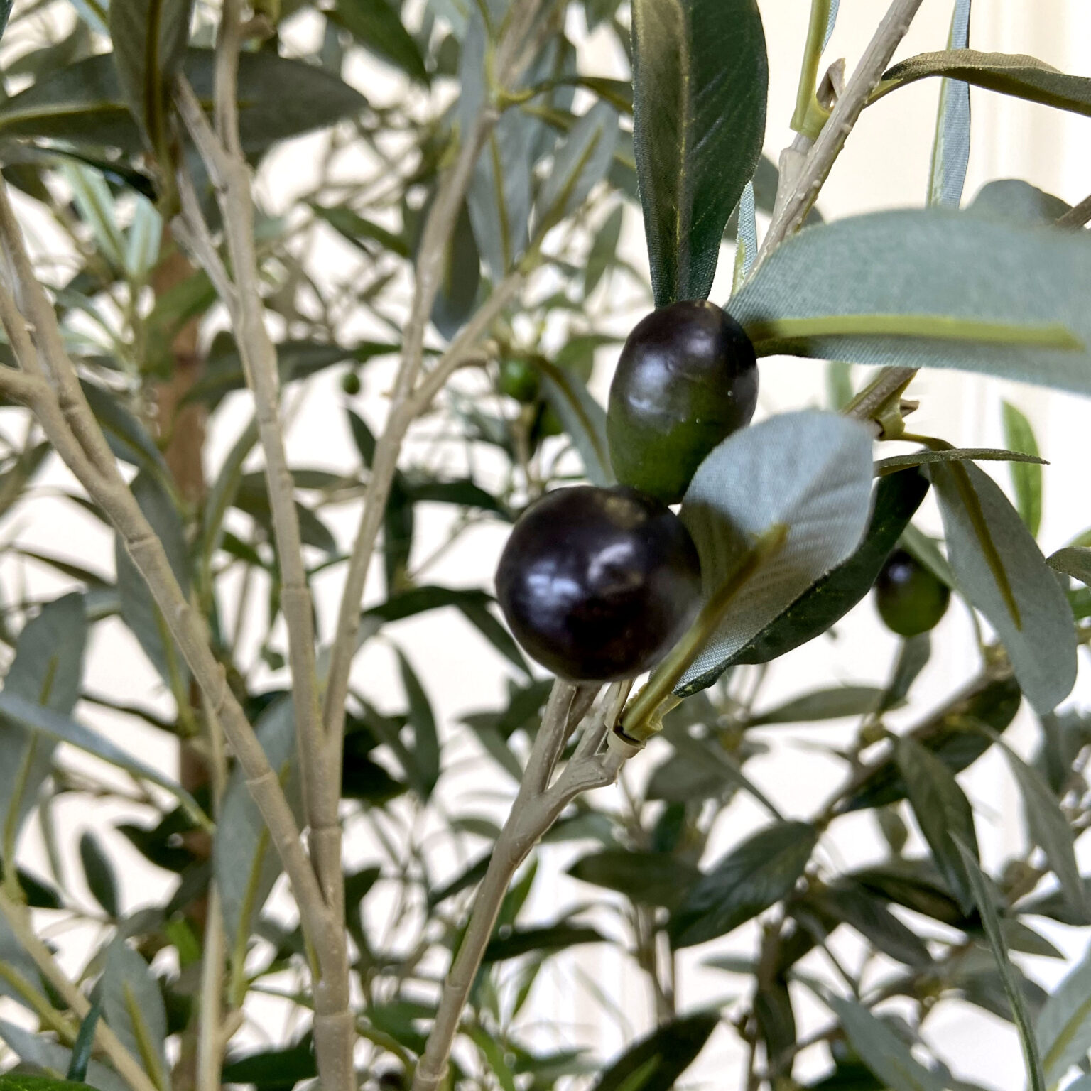 Large Multi-Trunk Olive Tree – Bloom Home Inc